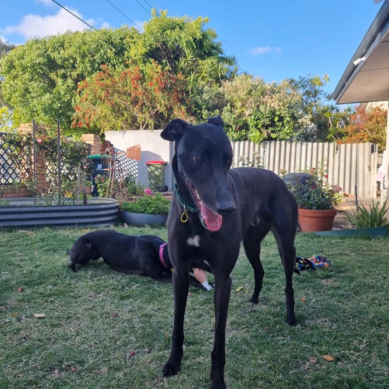 Adopt Spinner from Perth WA | Adopt-A-Dog