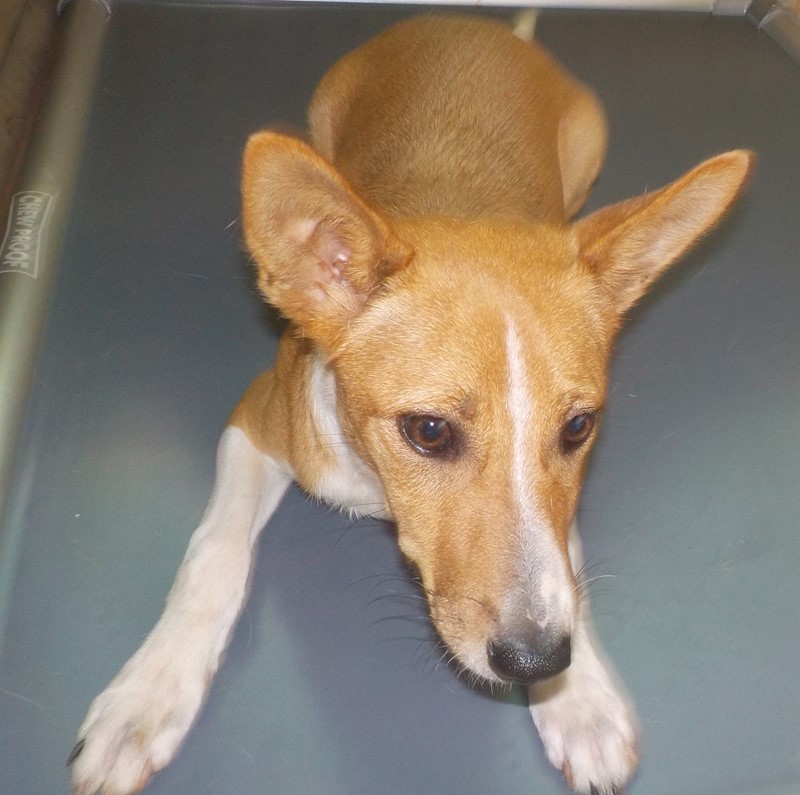 Adopt Bodhi from MAREEBA QLD | Adopt-A-Dog