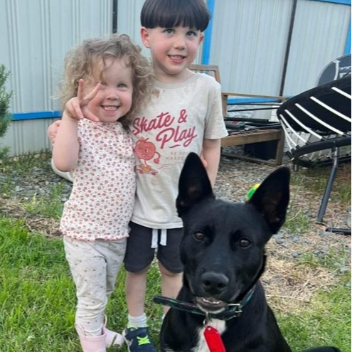 Adopt Running Postman from Melbourne VIC | Adopt-A-Dog