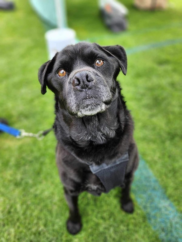 Adopt Chico from Perth WA | Adopt-A-Dog