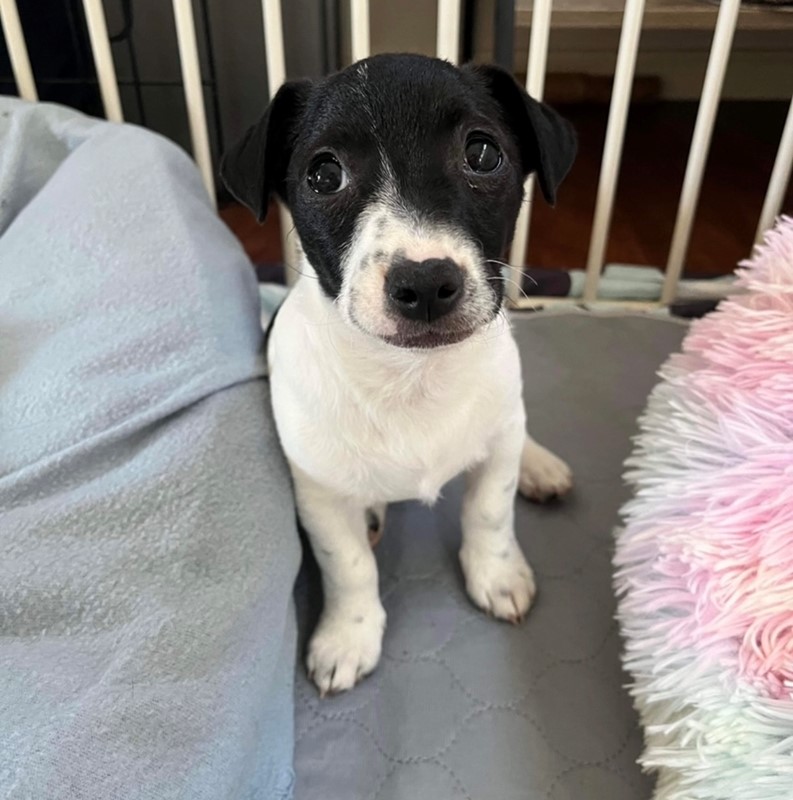 Adopt Kaya from Springwood QLD | Adopt-A-Dog