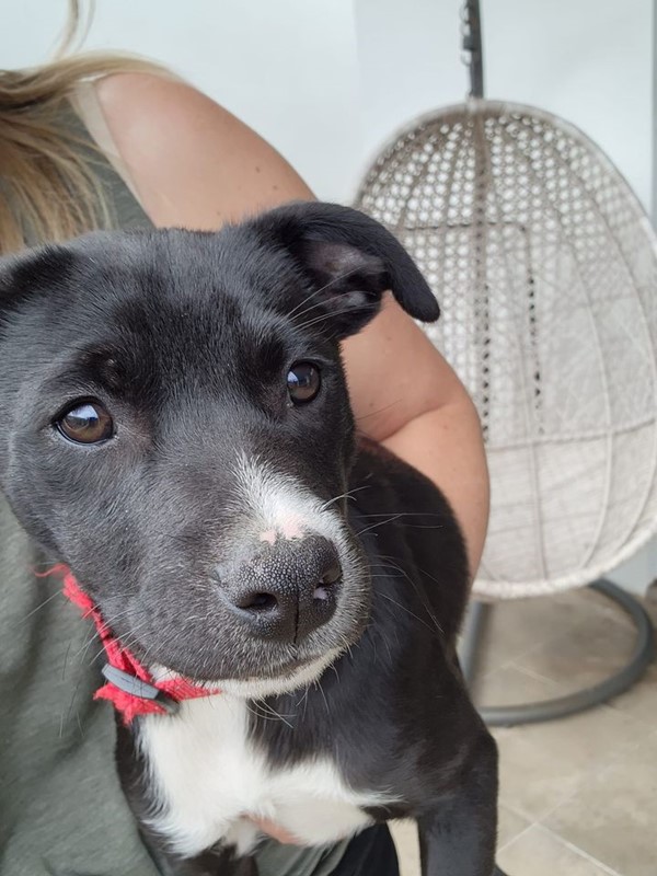 Adopt Sterling from Warradale SA | Adopt-A-Dog