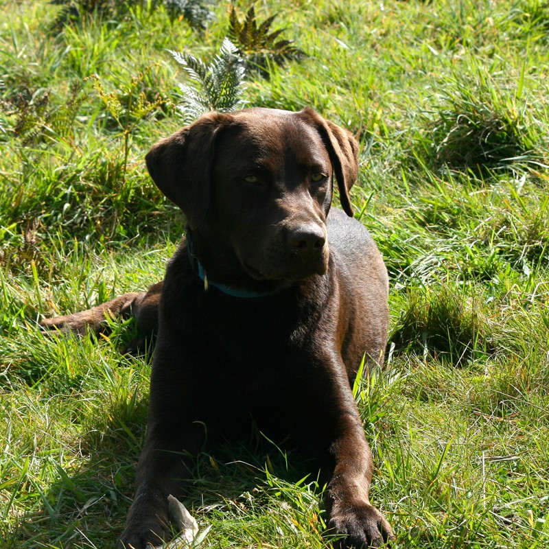 Adopt Kylo from Launceston TAS | Adopt-A-Dog
