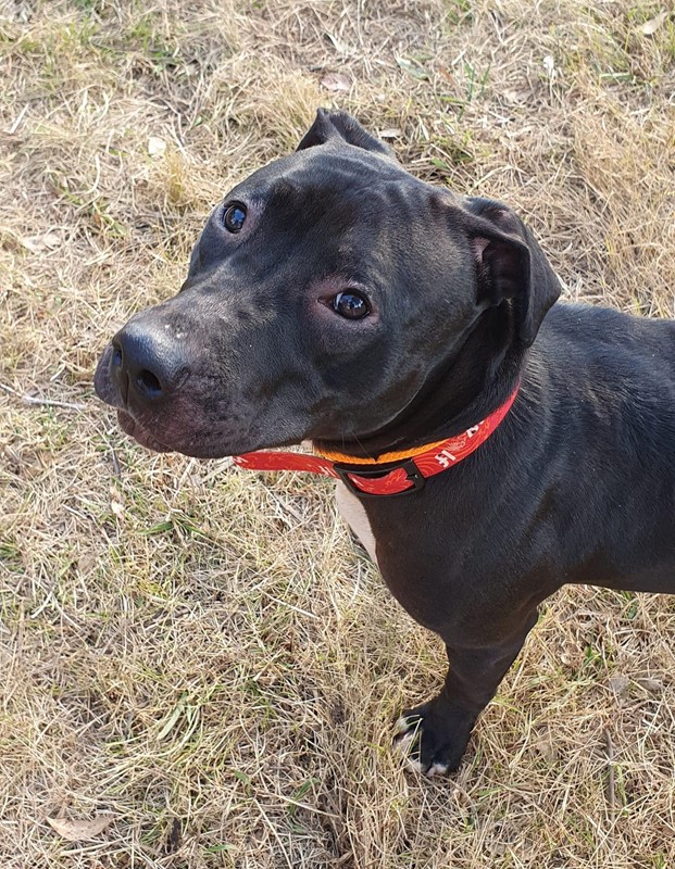 Adopt Jessie from Leppington NSW | Adopt-A-Dog
