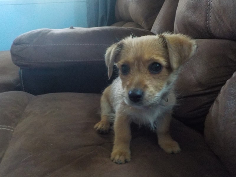 Adopt Bella from MAREEBA QLD | Adopt-A-Dog