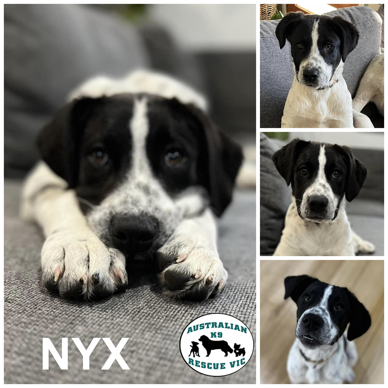 Adopt NYX from RESEARCH VIC | Adopt-A-Dog