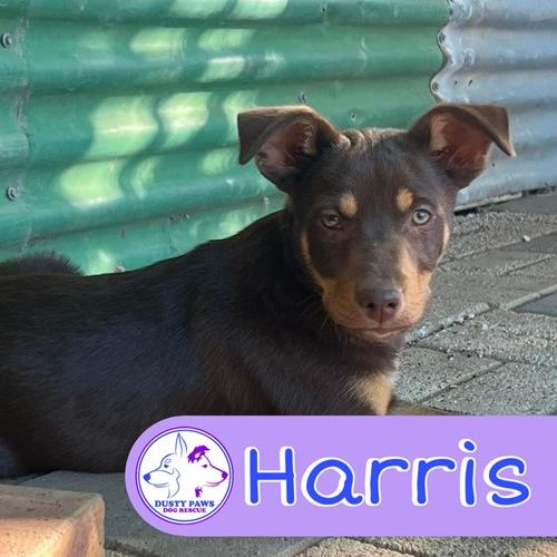 Adopt Harris from Dublin SA | Adopt-A-Dog