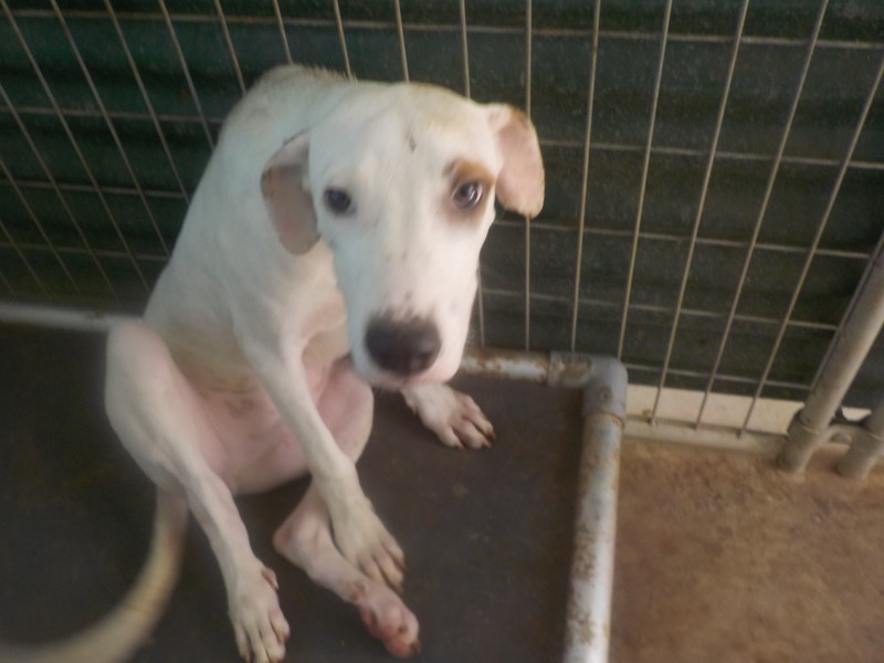 Adopt MIKE from MAREEBA QLD | Adopt-A-Dog