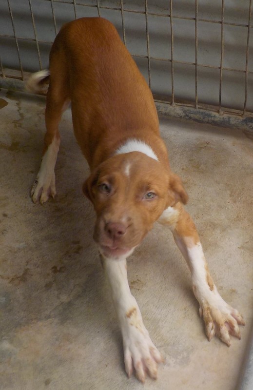 Adopt NARLA from MAREEBA QLD | Adopt-A-Dog