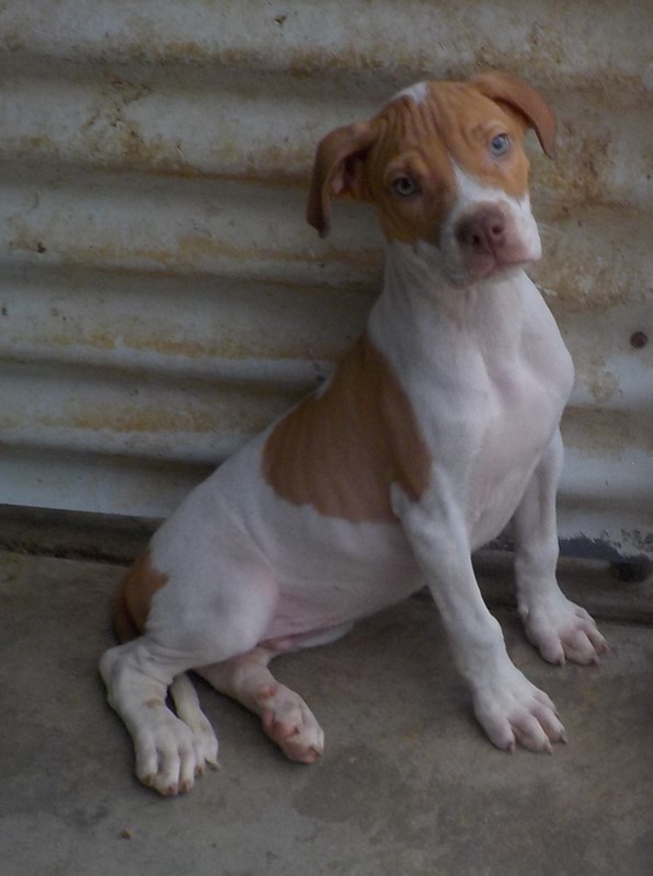 Adopt PUSHY from MAREEBA QLD | Adopt-A-Dog