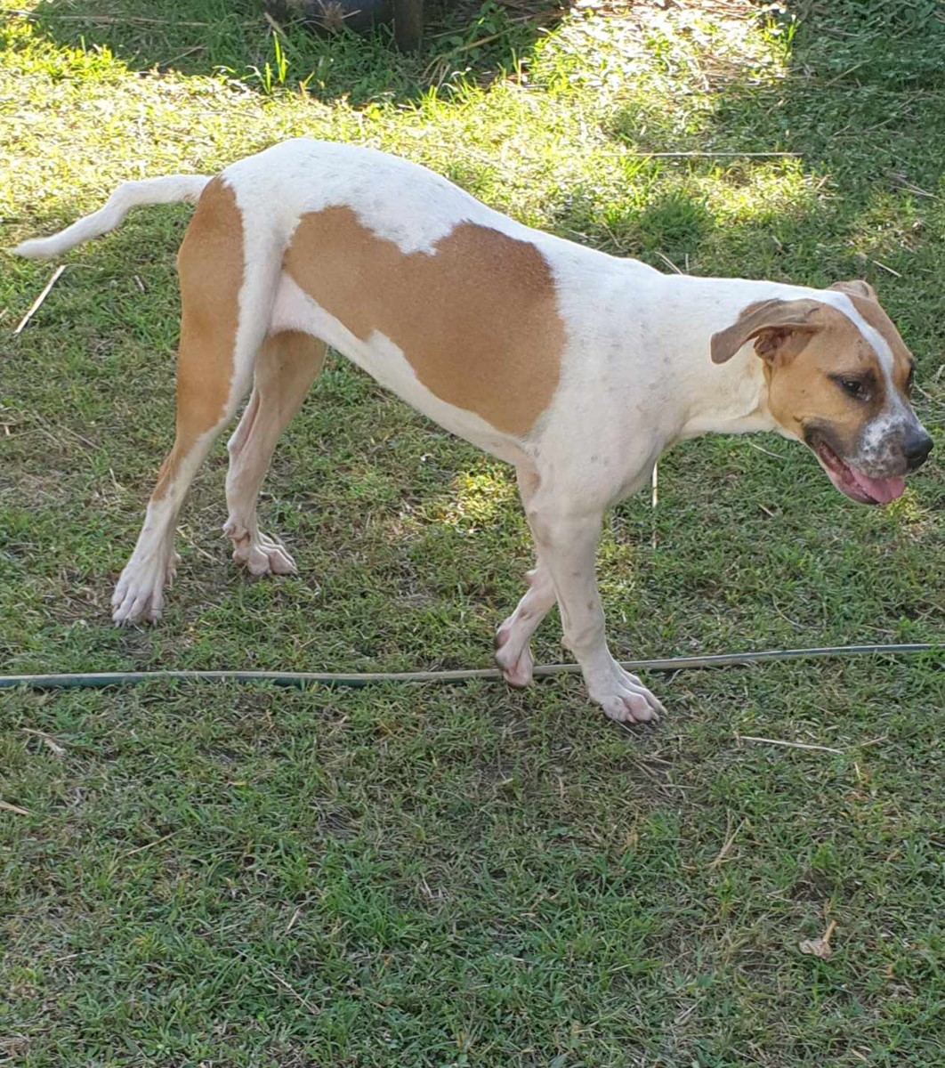 Adopt TOOEY from MAREEBA QLD | Adopt-A-Dog