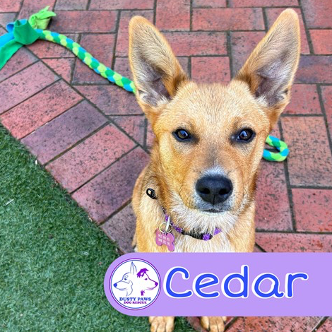 Adopt Cedar from Millswood SA | Adopt-A-Dog