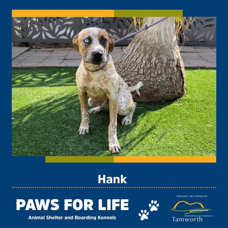 Adopt Hank from Tamworth NSW | Adopt-A-Dog