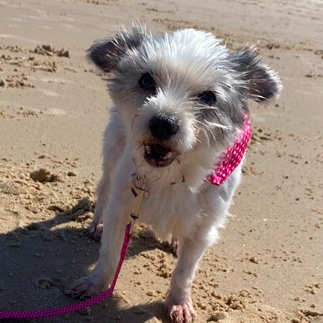 Adopt Missy from Brisbane QLD | Adopt-A-Dog