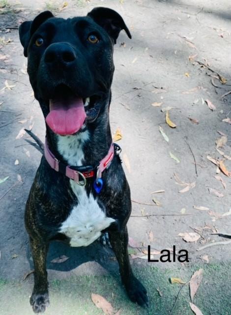 Adopt Lala from Tanawha QLD | Adopt-A-Dog