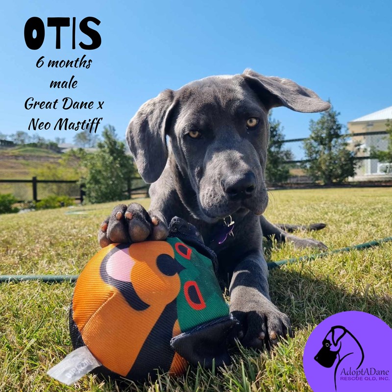 Adopt Otis from Brisbane QLD | Adopt-A-Dog