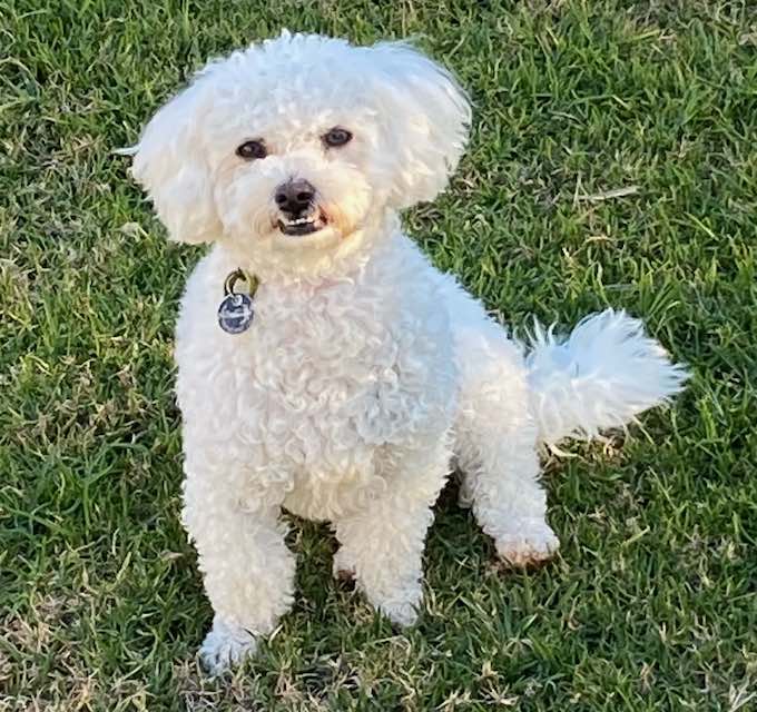 Adopt Sadie from Brisbane QLD | Adopt-A-Dog