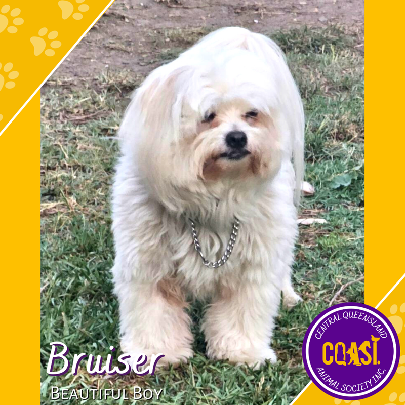 Adopt Bruiser from Rockhampton QLD | Adopt-A-Dog