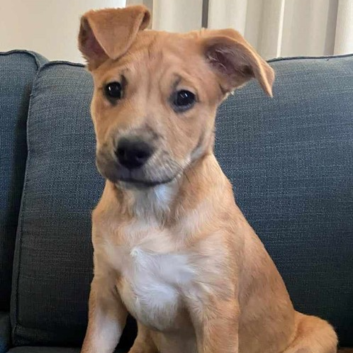 Adopt Scrappy from Adelaide SA | Adopt-A-Dog