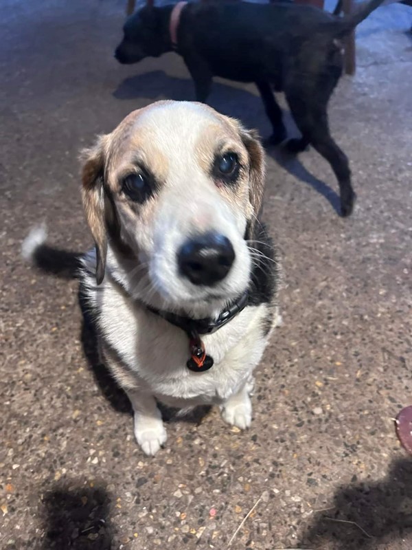 Adopt Zohan from Parmelia WA | Adopt-A-Dog