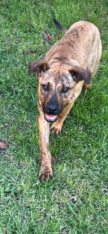 Adopt Jessie from walmsley WA | Adopt-A-Dog