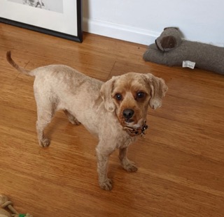 Adopt Sam from Bateau Bay NSW | Adopt-A-Dog
