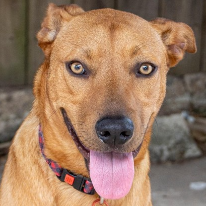 Adopt Stitch from Brisbane QLD | Adopt-A-Dog