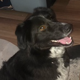 Adopt Ruth from Brisbane QLD | Adopt-A-Dog