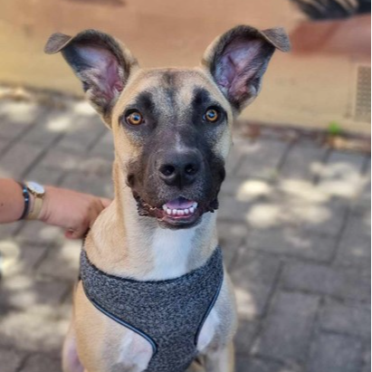 Adopt Saskia from Adelaide SA | Adopt-A-Dog