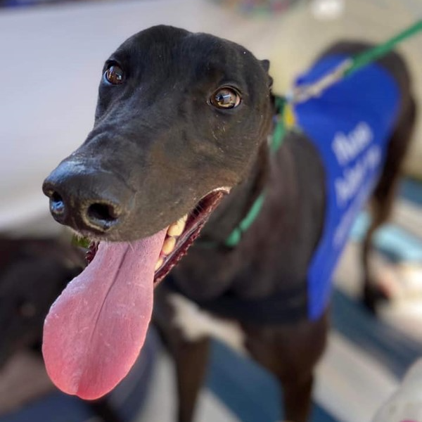 Adopt Rocco from Perth WA | Adopt-A-Dog