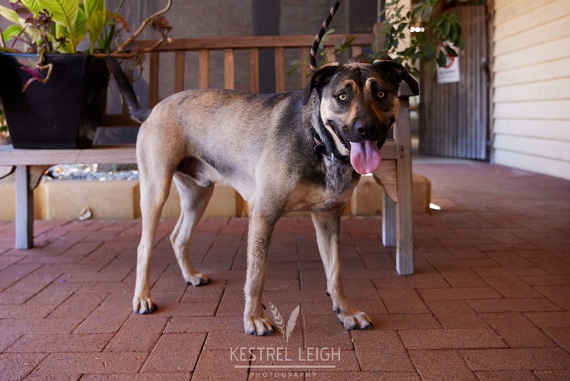 Adopt Jay Jay from Malaga WA | Adopt-A-Dog