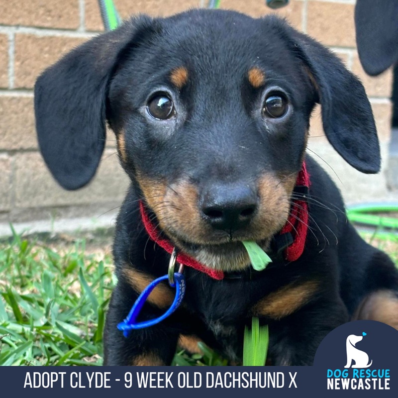 Adopt Clyde (Trial) from Fletcher NSW | Adopt-A-Dog