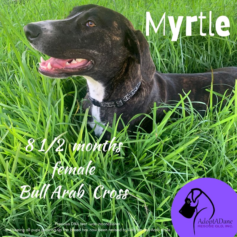 Adopt Myrtle from Brisbane QLD | Adopt-A-Dog