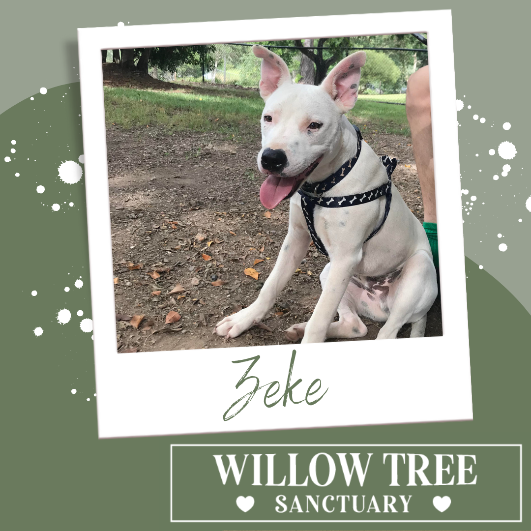 Adopt Zeke from Sydney NSW | Adopt-A-Dog