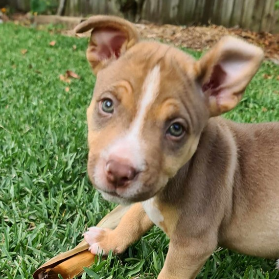 Adopt Faf - Springbok Litter from Carseldine QLD | Adopt-A-Dog