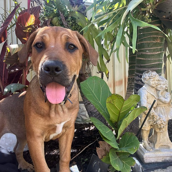 Adopt Puppy Angel from Perth WA | Adopt-A-Dog
