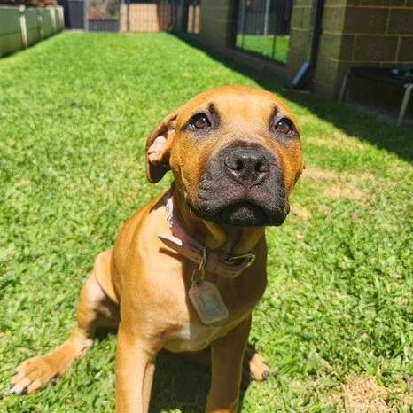 Adopt Puppy Simba from Perth WA | Adopt-A-Dog