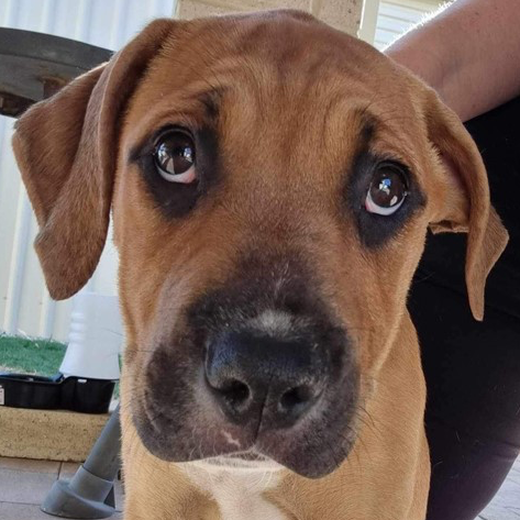 Adopt Puppy Krystal from Perth WA | Adopt-A-Dog