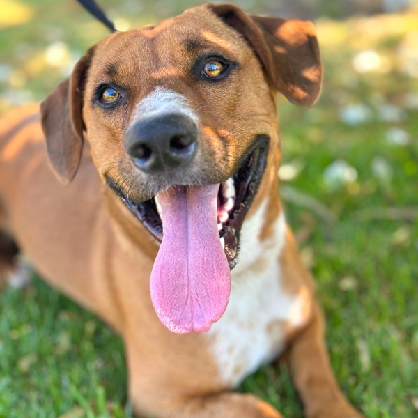 Adopt Slink from Perth WA | Adopt-A-Dog