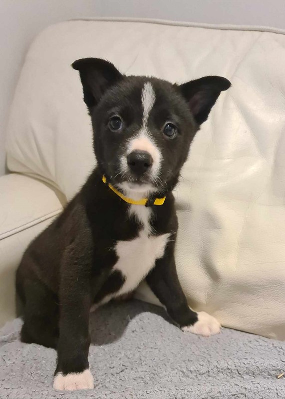 Adopt Pingu - Penguin Litter from Burpengary QLD | Adopt-A-Dog