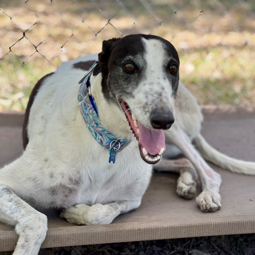 Adopt Reba from ALPINE NSW | Adopt-A-Dog