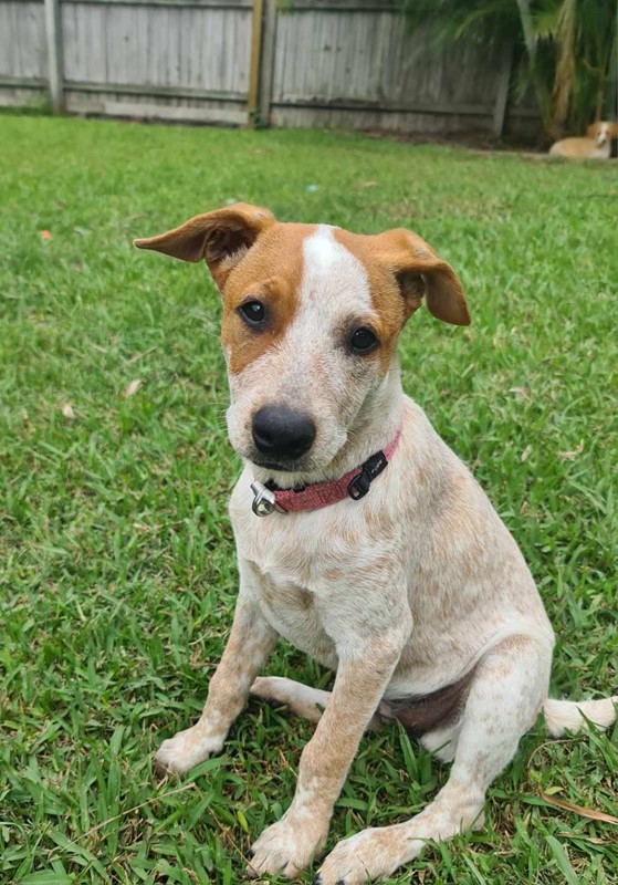 Adopt Topaz - mountain litter from Carseldine QLD | Adopt-A-Dog