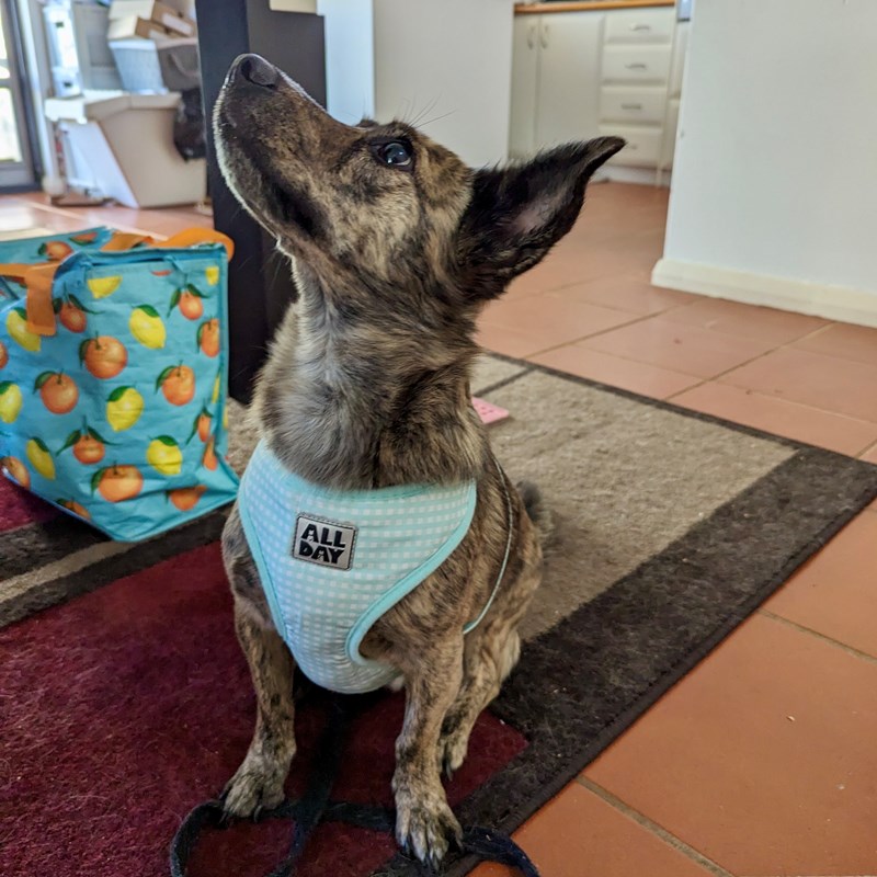 Adopt Ned from Perth WA | Adopt-A-Dog