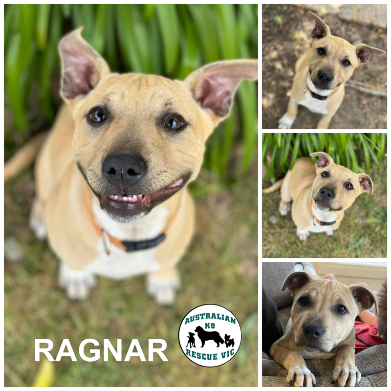 Adopt Ragnar from WALLAN VIC | Adopt-A-Dog