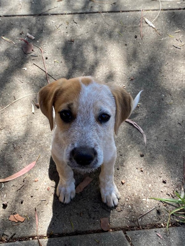 Adopt Turo from Adelaide SA | Adopt-A-Dog