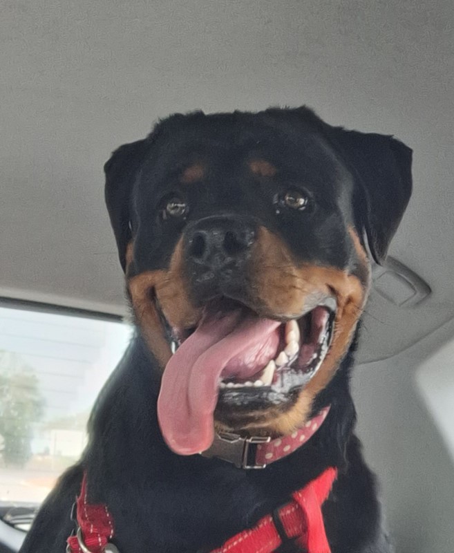 Adopt Violet from Singleton WA | Adopt-A-Dog