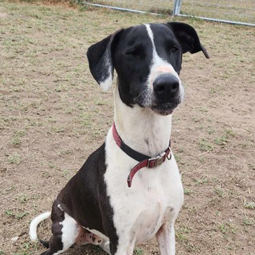 Adopt Peppi from FARNSFIELD QLD | Adopt-A-Dog