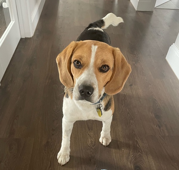 Adopt Harry from Gisborne VIC | Adopt-A-Dog