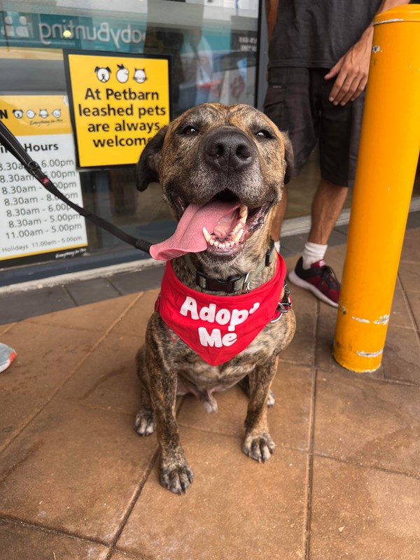 Adopt Poseidon from Perth WA | Adopt-A-Dog