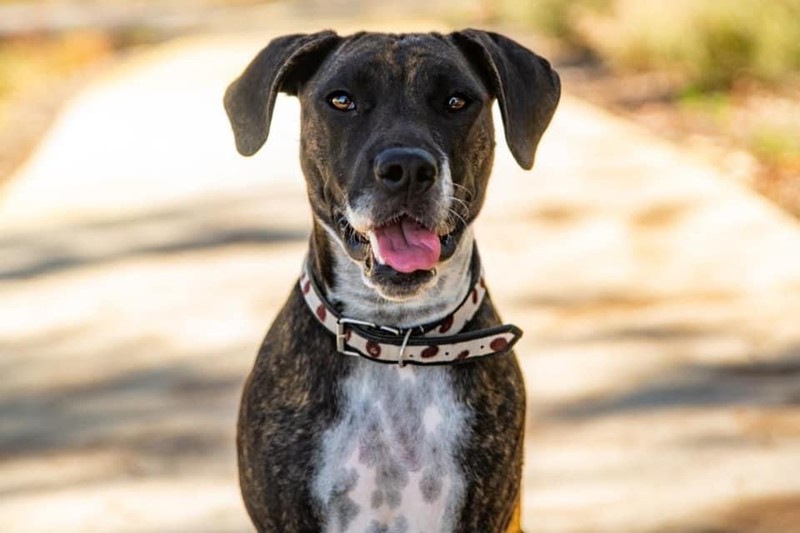 Adopt Paedyn from Perth WA | Adopt-A-Dog